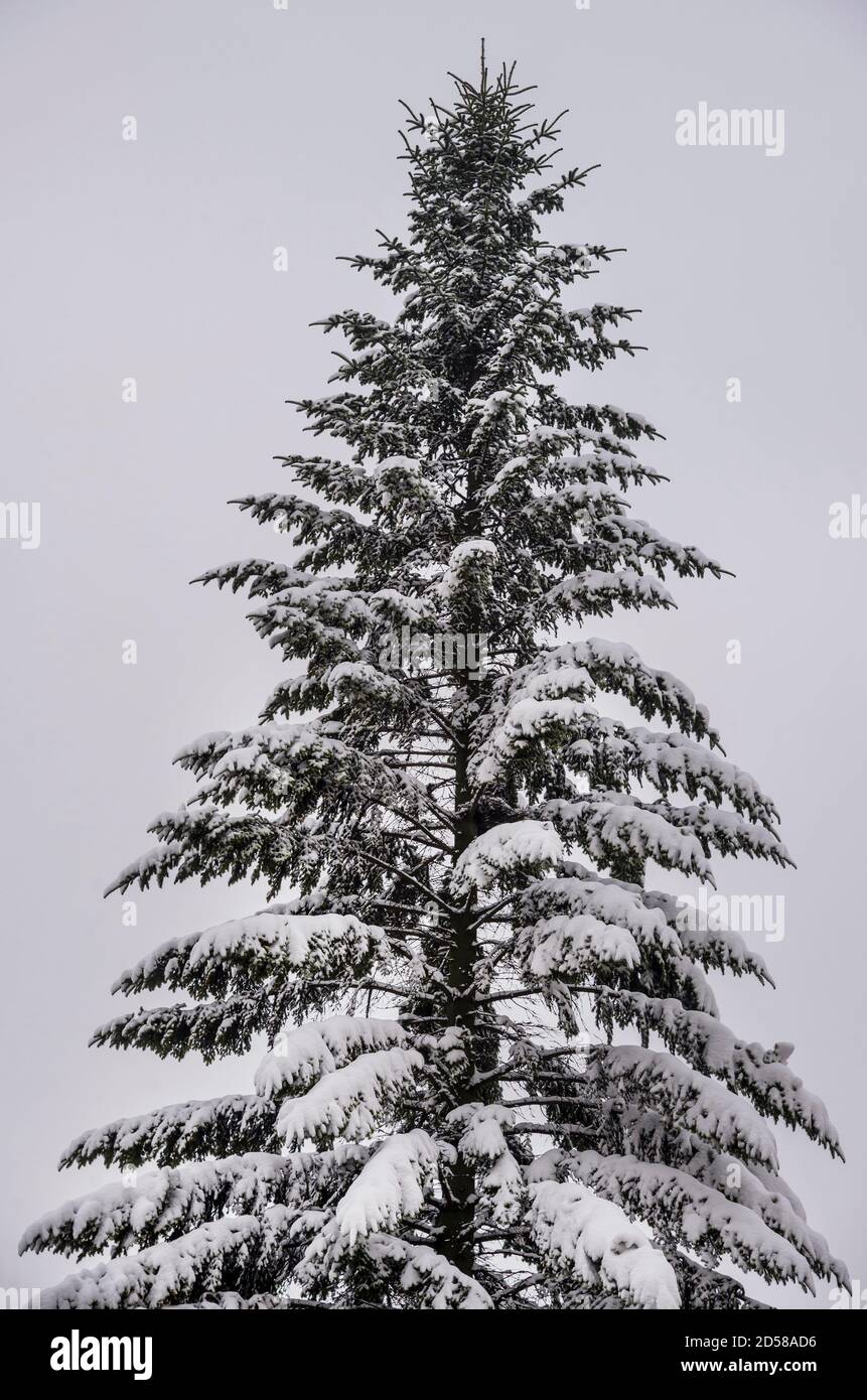 Pine tree covered with snow Stock Photo - Alamy