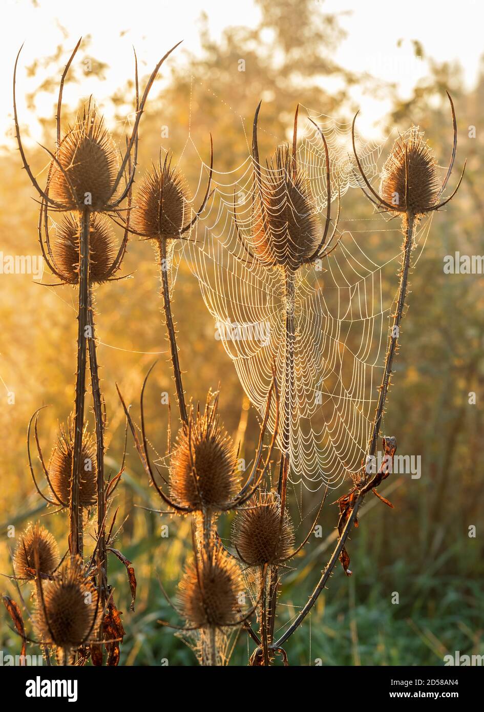 Backlit group of dried teasel plants, close up view Stock Photo - Alamy
