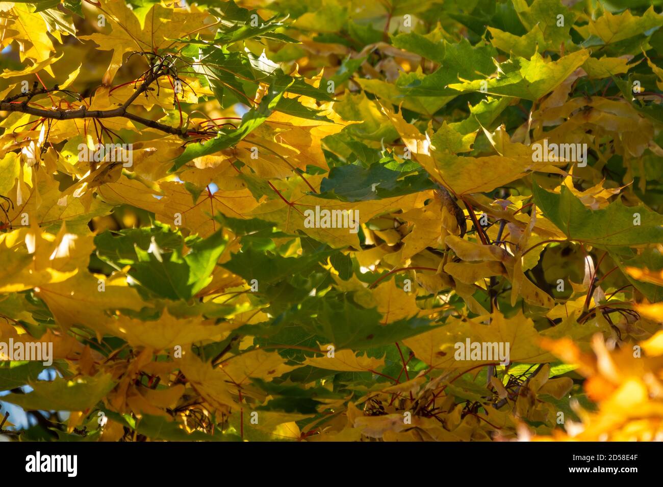 Maple branches with yellow leaves in autumn, in the light of sunset. Dry autumnal leaves ...