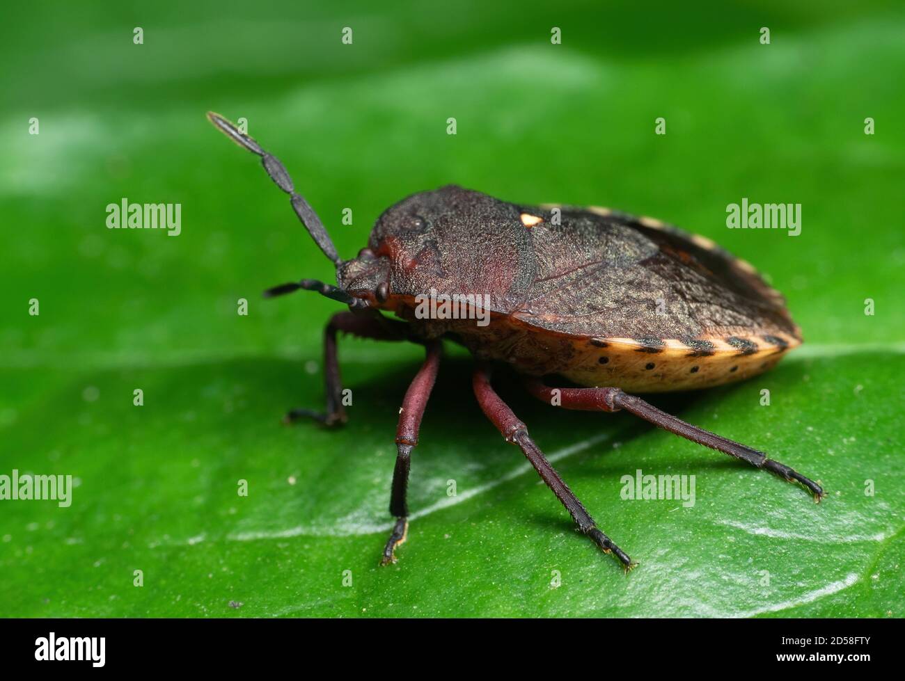 Macro Photography of Shield Bug on Green Leaf Stock Photo - Alamy