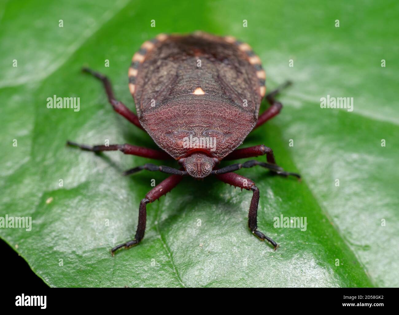Macro Photography of Shield Bug on Green Leaf Stock Photo - Alamy