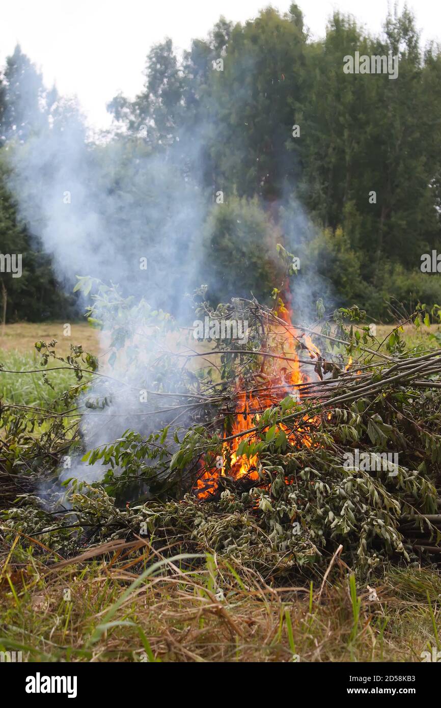 Cutted tree hi-res stock photography and images - Alamy