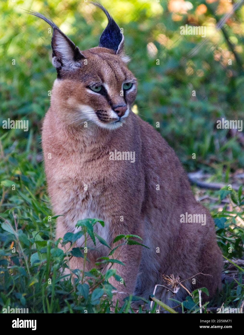 Portrait caracal sitting in hi-res stock photography and images - Alamy