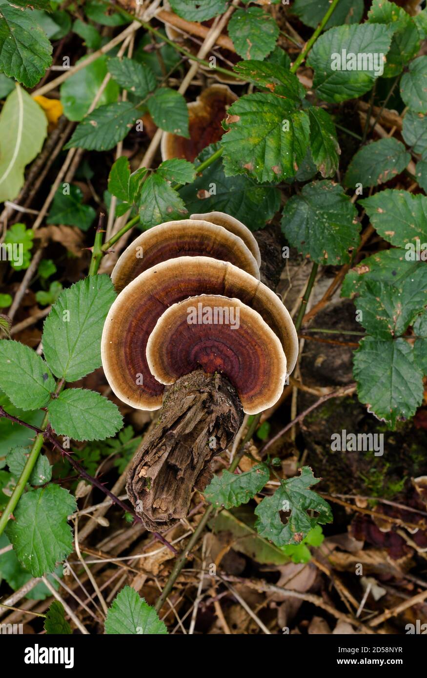 Necrotrophic fungus hi-res stock photography and images - Alamy