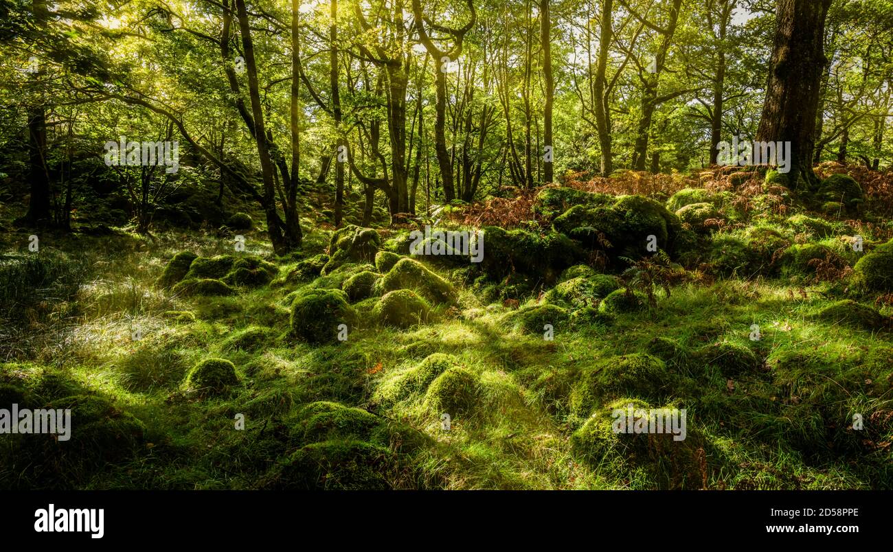 Woodland glade hi-res stock photography and images - Alamy