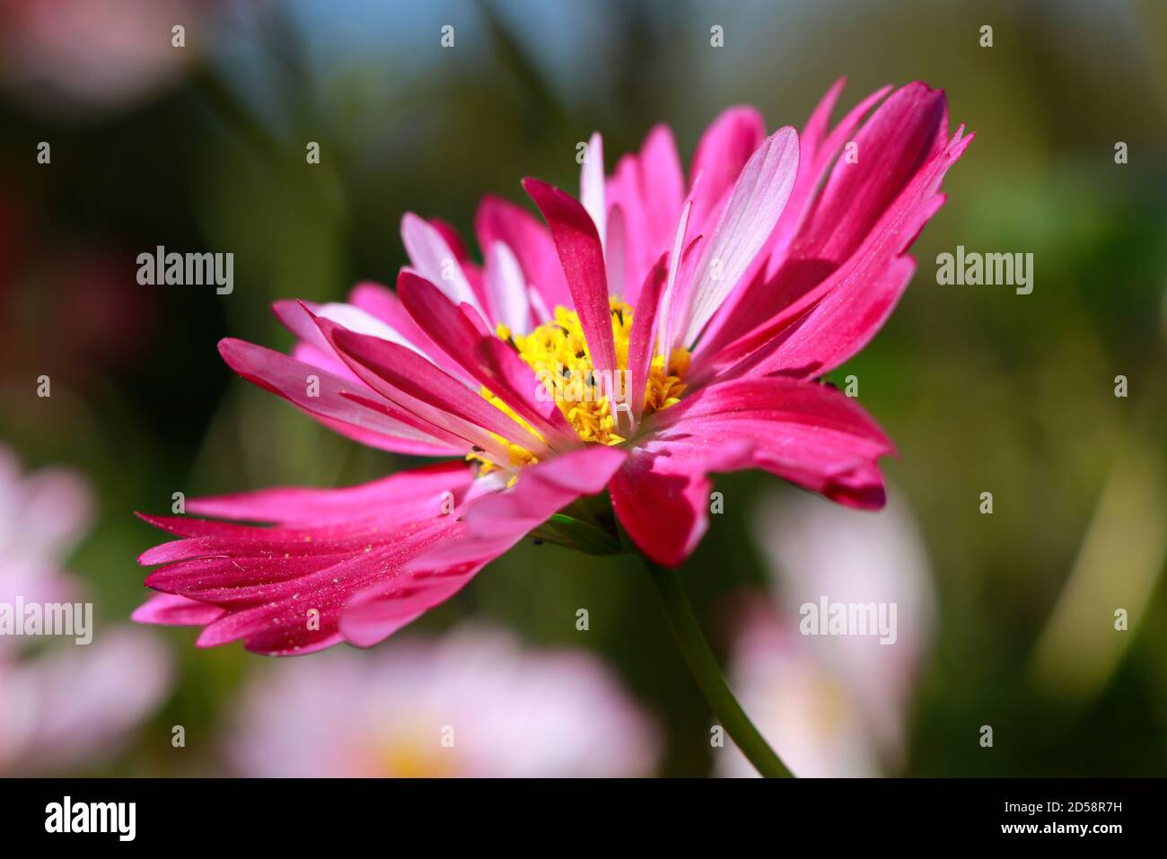 Macro cosmos flower hi-res stock photography and images - Alamy