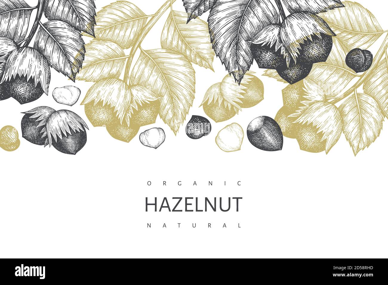 Hand drawn sketch hazelnut design template. Organic food vector ...