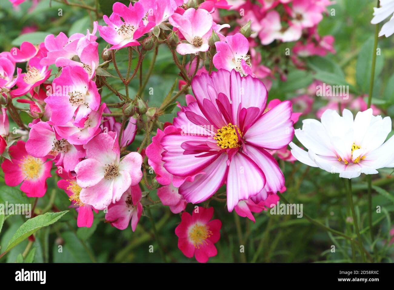 pink cosmos flower and rose mozart in summer garden Stock Photo - Alamy