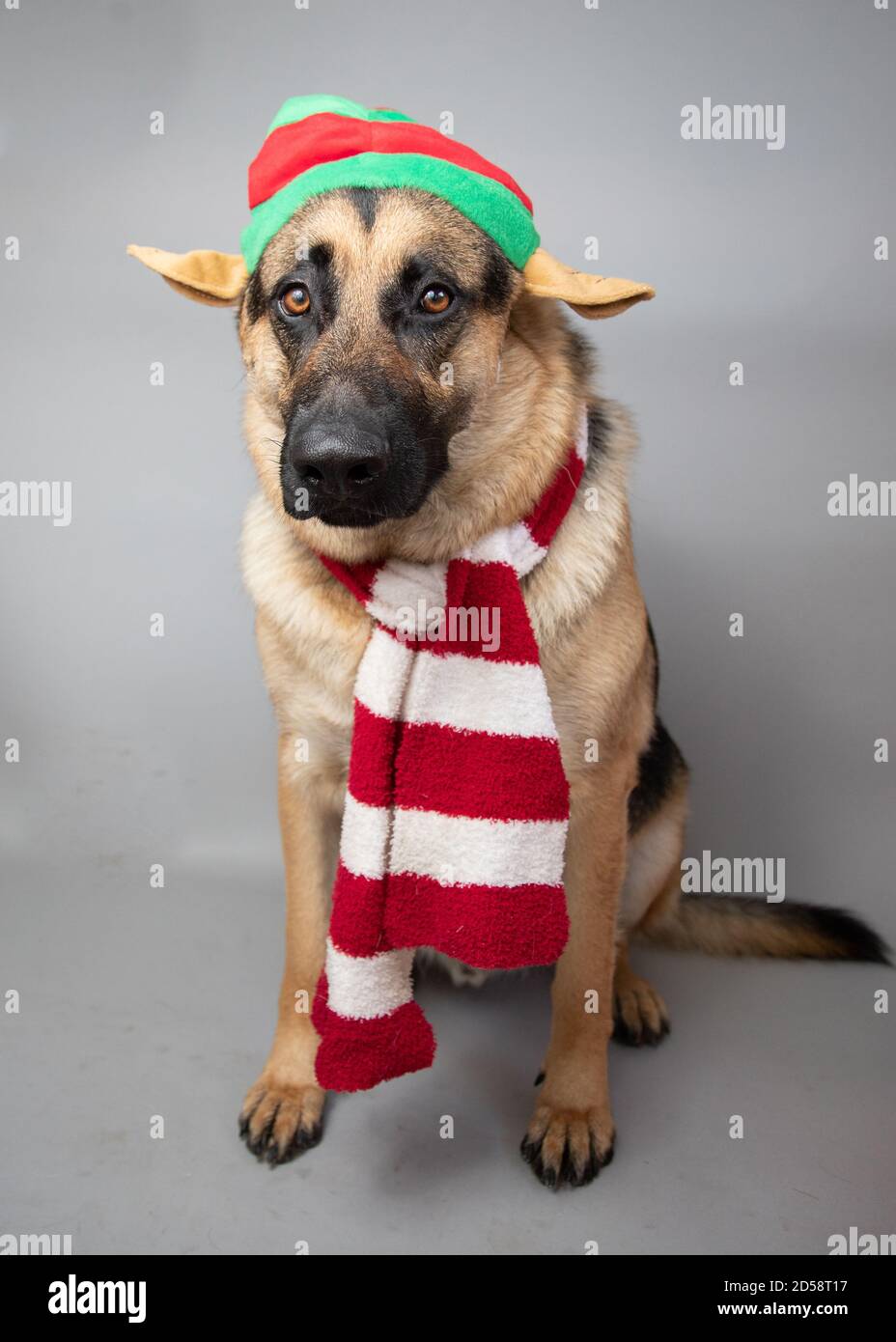 Portrait of a German shepherd dog wearing a striped hat and scarf Stock ...