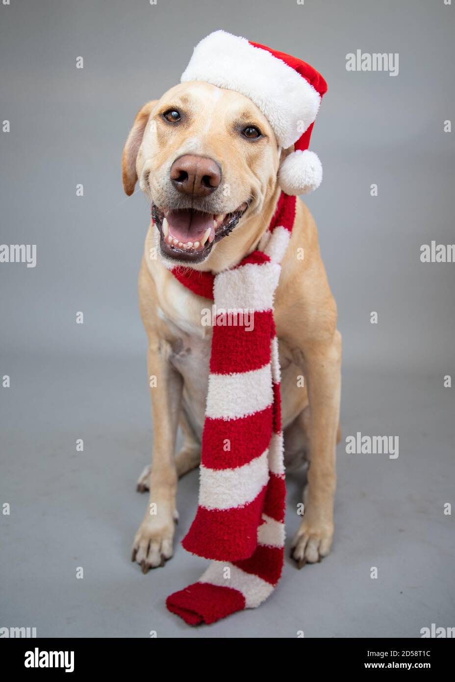 Portrait of a labrador wearing a Santa hat and scarf Stock Photo - Alamy
