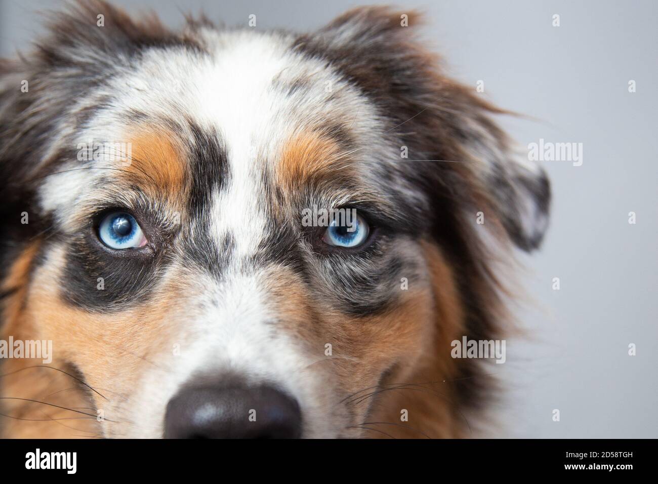 Australian shepherd head hi-res stock photography and images - Alamy