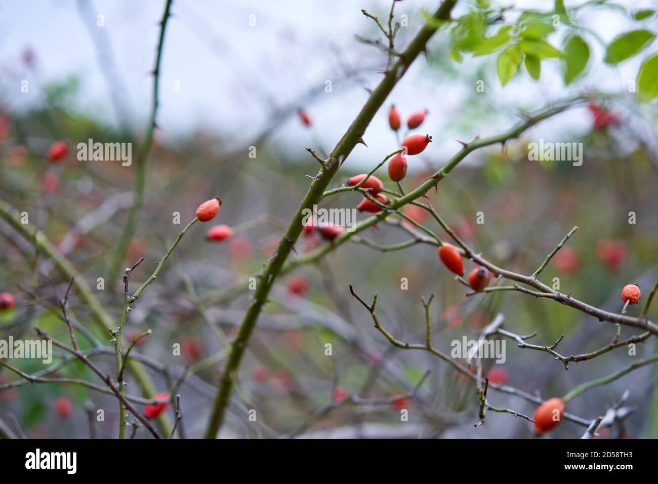 Bush of red briar ripe berries in front of the forest Stock Photo - Alamy