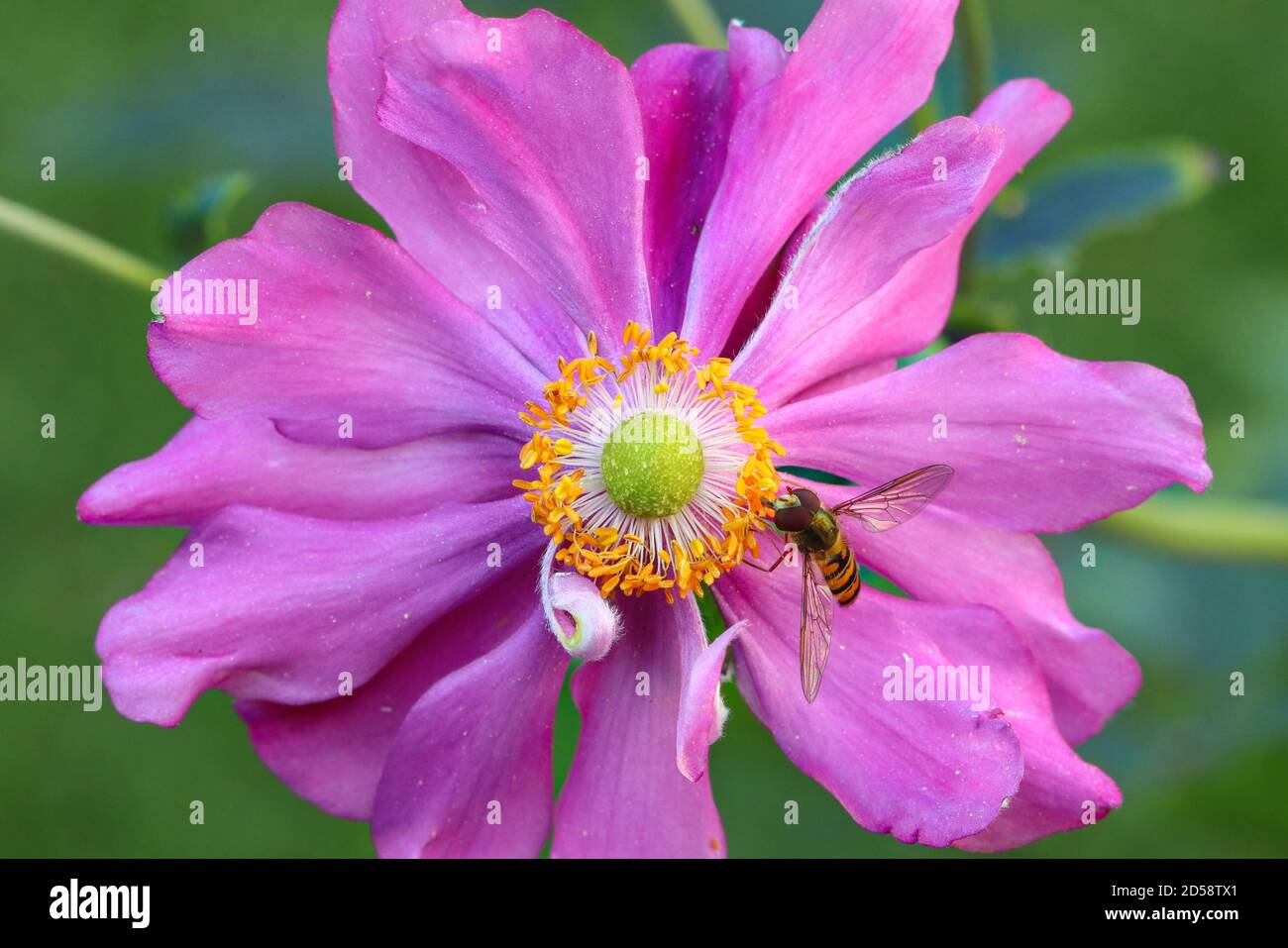 Japanese insect hi-res stock photography and images - Alamy