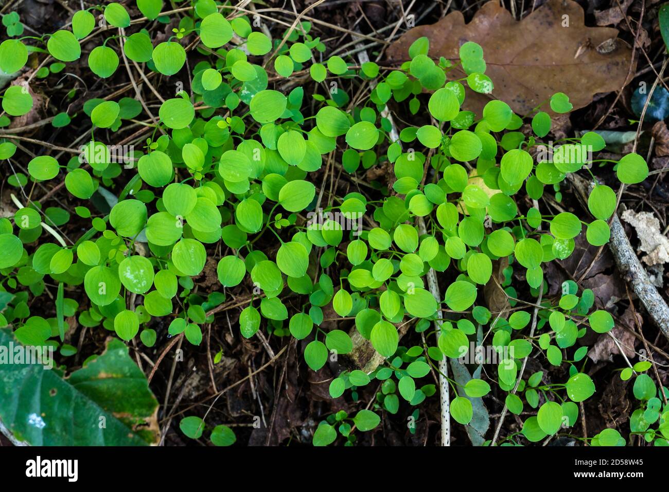 Small green plant leaves Stock Photo - Alamy