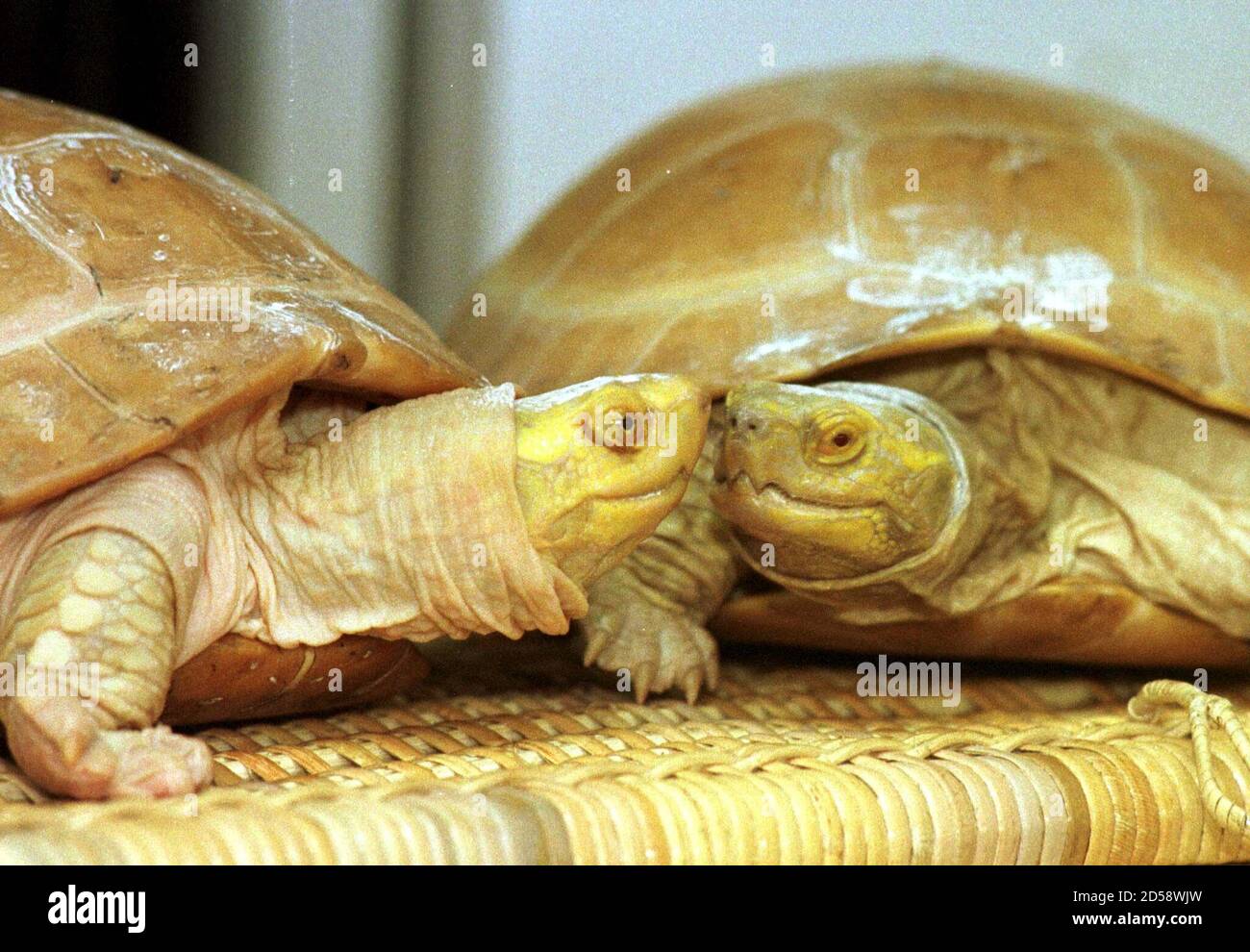 Turtle win hi-res stock photography and images - Alamy