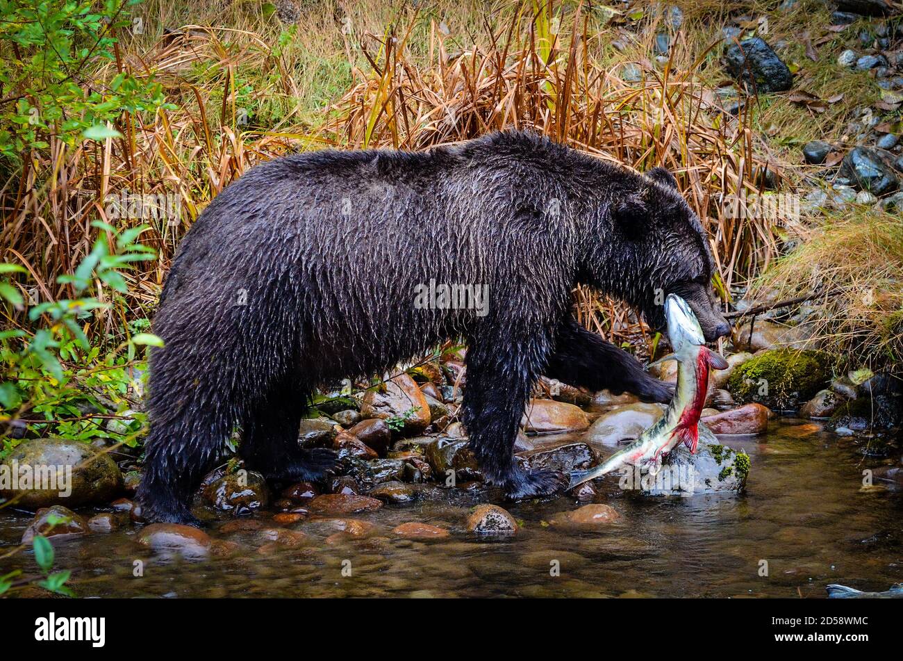 Bear carrying fish hi-res stock photography and images - Alamy