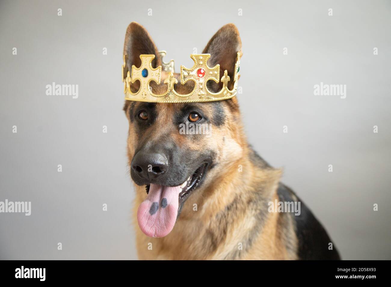 Portrait of a German shepherd dog wearing a crown Stock Photo - Alamy