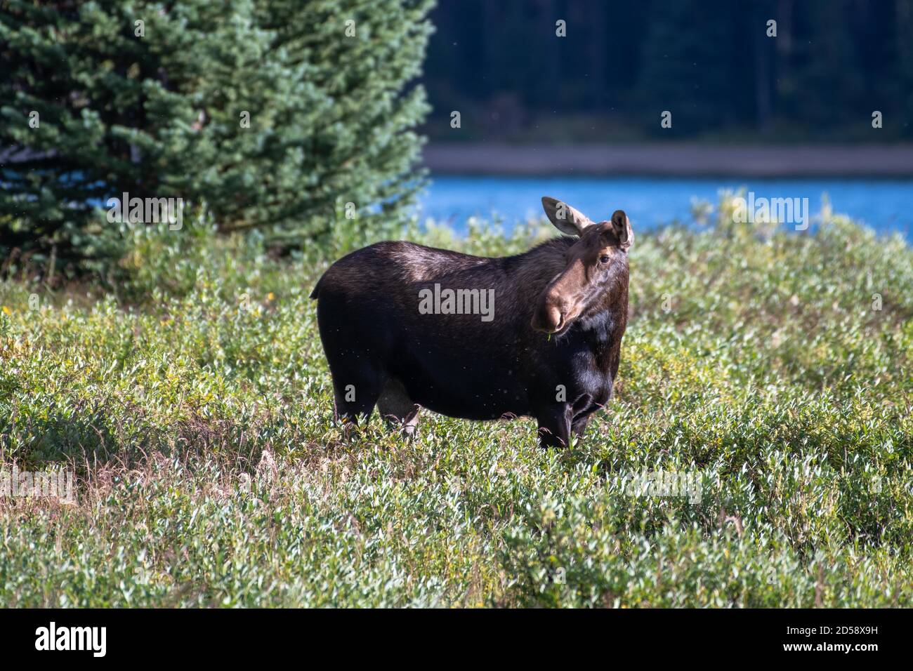 Canadian Moose standing by Maligne Lake, Jasper National Park, Alberta ...