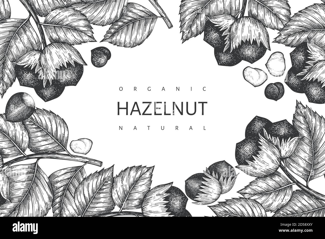 Hand drawn sketch hazelnut design template. Organic food vector ...