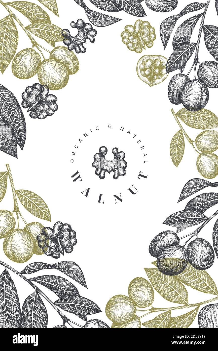 Hand drawn sketch walnut design template. Organic food vector ...