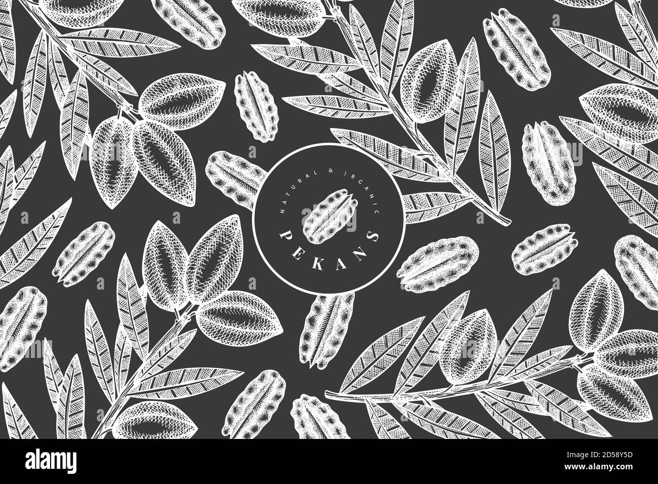 Hand drawn pecan branch and kernels design template. Organic food ...