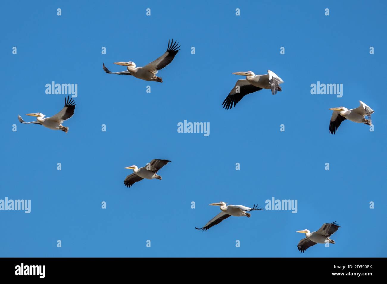 Seven Pelican High Resolution Stock Photography and Images - Alamy