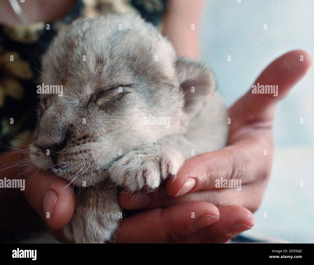 Bulgarian zookeeper Ani Dimitrova holds a six-day old lion Dani in a ...