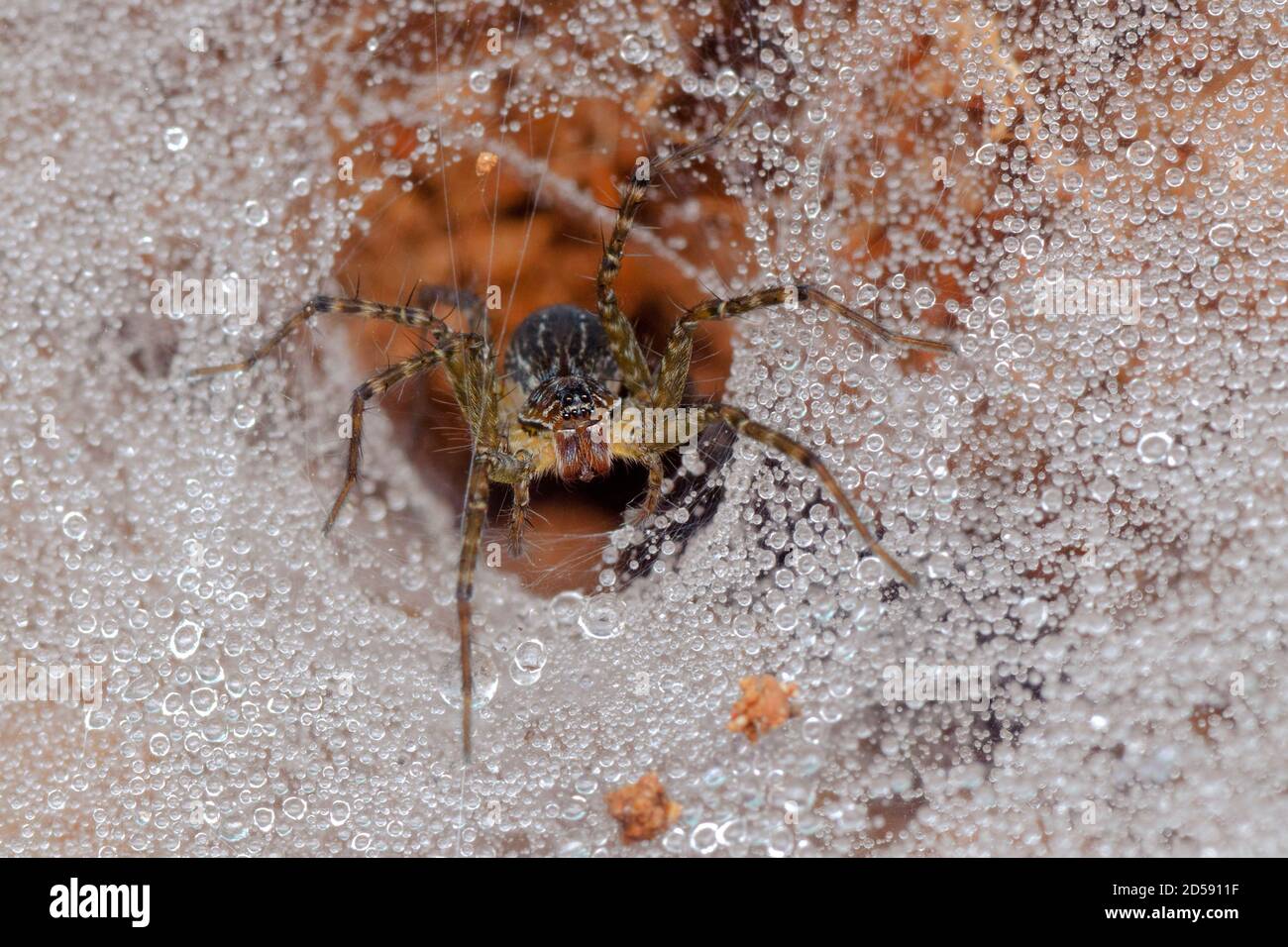 Wolf spider in a dew covered spider's web, Indonesia Stock Photo - Alamy