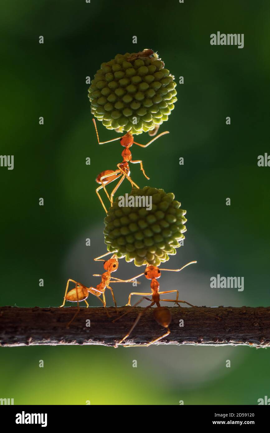 Three ants on a branch carrying heavy plants, Indonesia Stock Photo - Alamy
