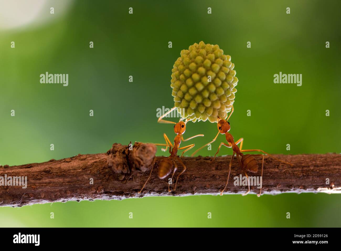Ant lifting branch hi-res stock photography and images - Alamy