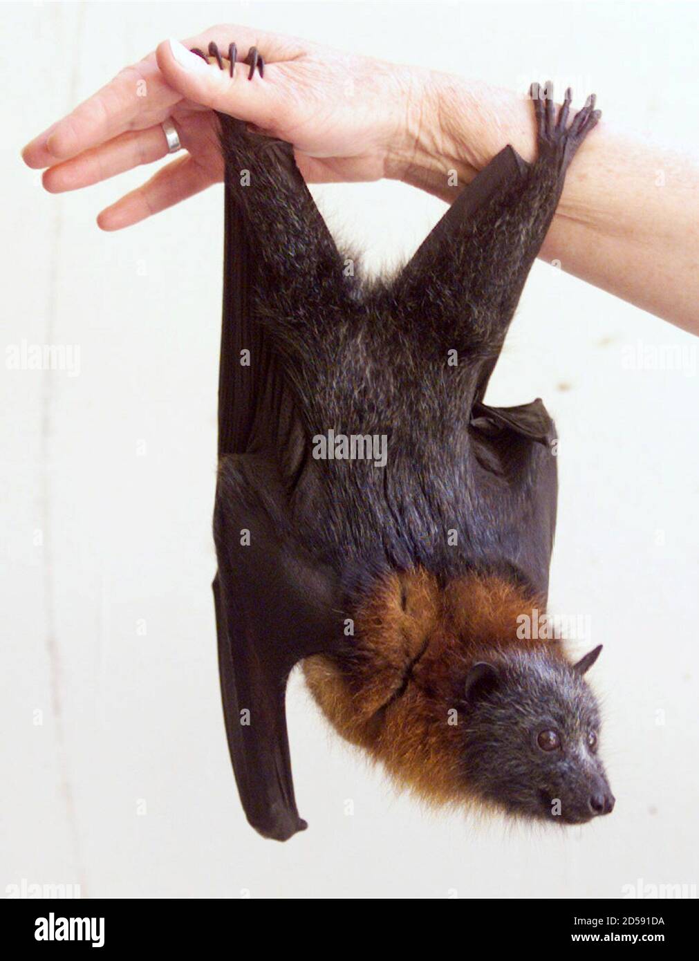 Australian bat species hi-res stock photography and images - Alamy