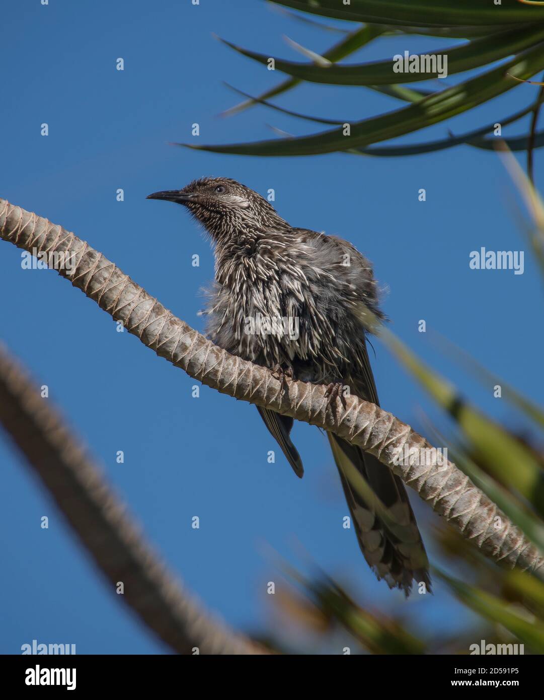Little wattlebird (Anthochaera lunulata) is an Australian native bird ...