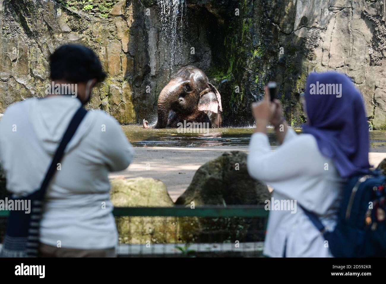 Sumatran elephant photos hi-res stock photography and images - Alamy