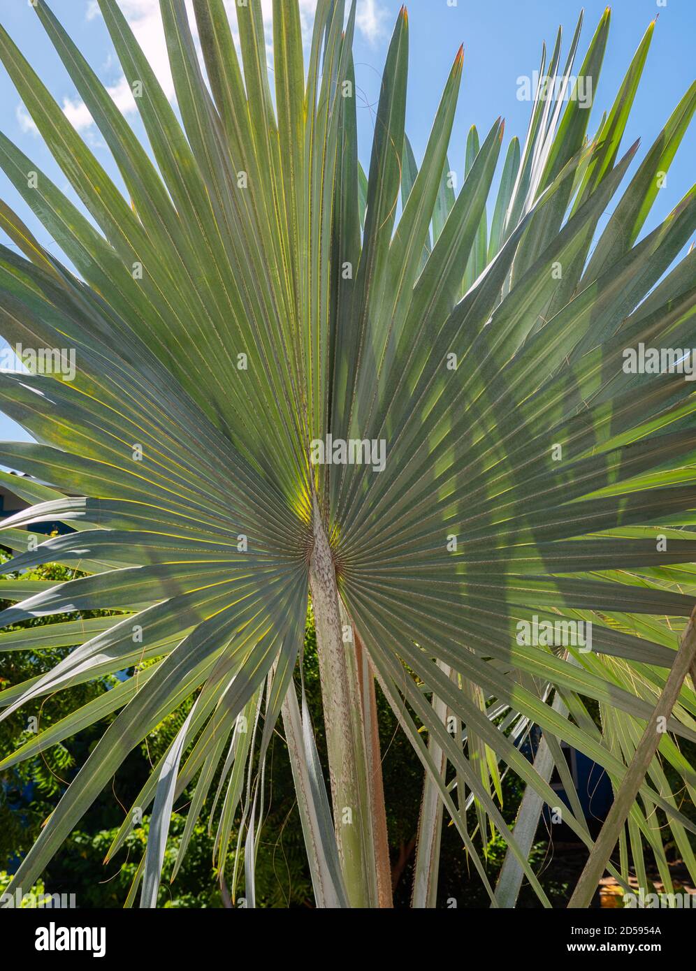 Close up of a leaf of the Bismarckia Nobilis - Bismarckia Palm - Blue ...