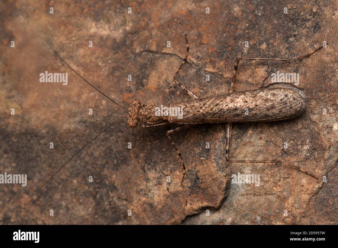 Dorsal of Indian Bark Mantis, Humbertila similis, Satara, Maharashtra ...