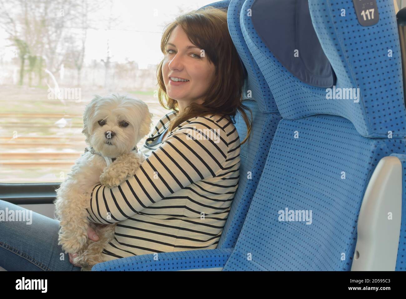 Small maltese dog traveling by train with his owner Stock Photo - Alamy