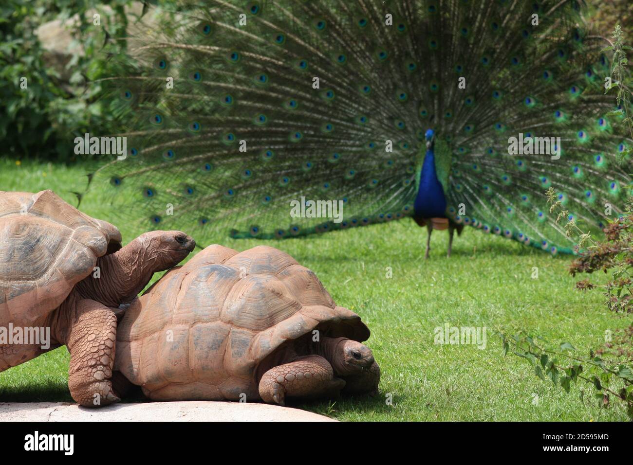 Confused male peacock displaying to two giant tortoise Stock Photo - Alamy