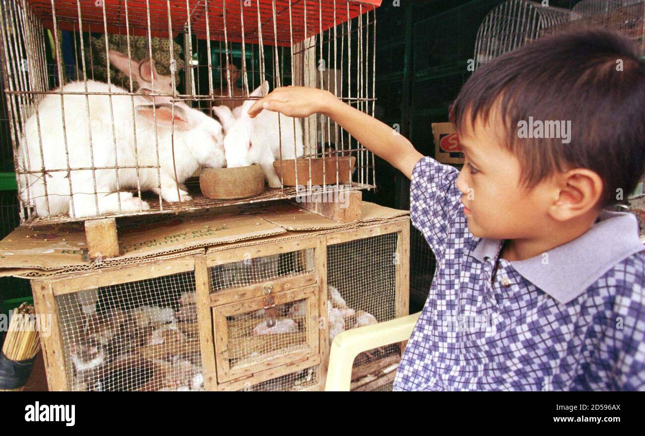 Chinese Calendar Rabbit High Resolution Stock Photography and Images ...