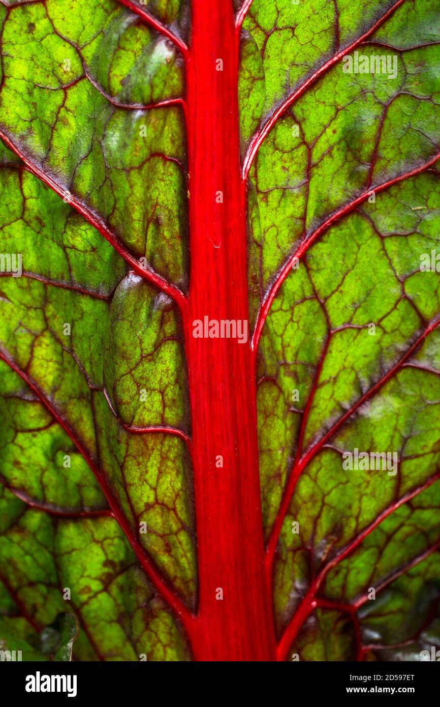 A close-up of the leaf of the Beta Vulgaris, better known as the ...