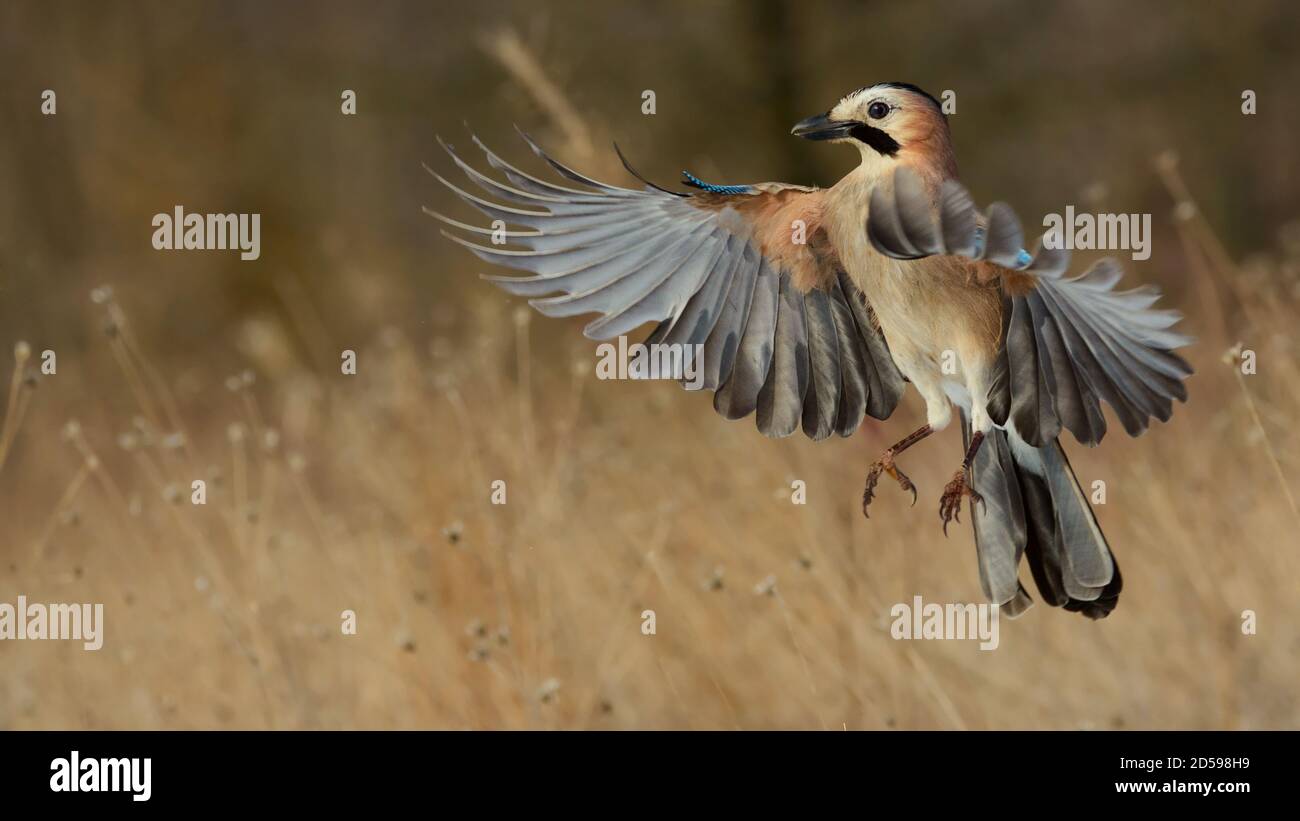 Eurasian jay flying hi-res stock photography and images - Alamy