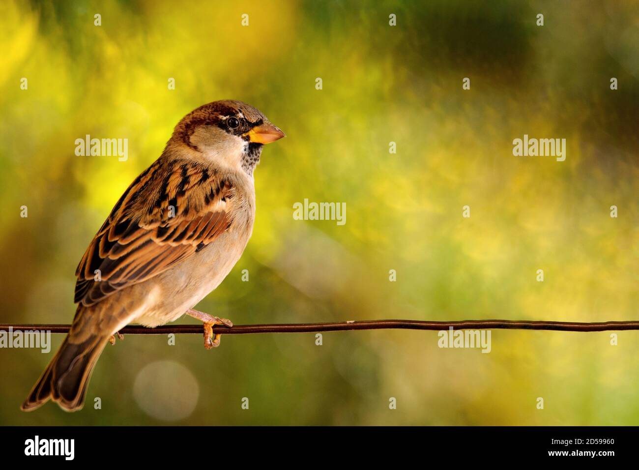 Sparrow sitting on a wire on a beautiful background Stock Photo - Alamy