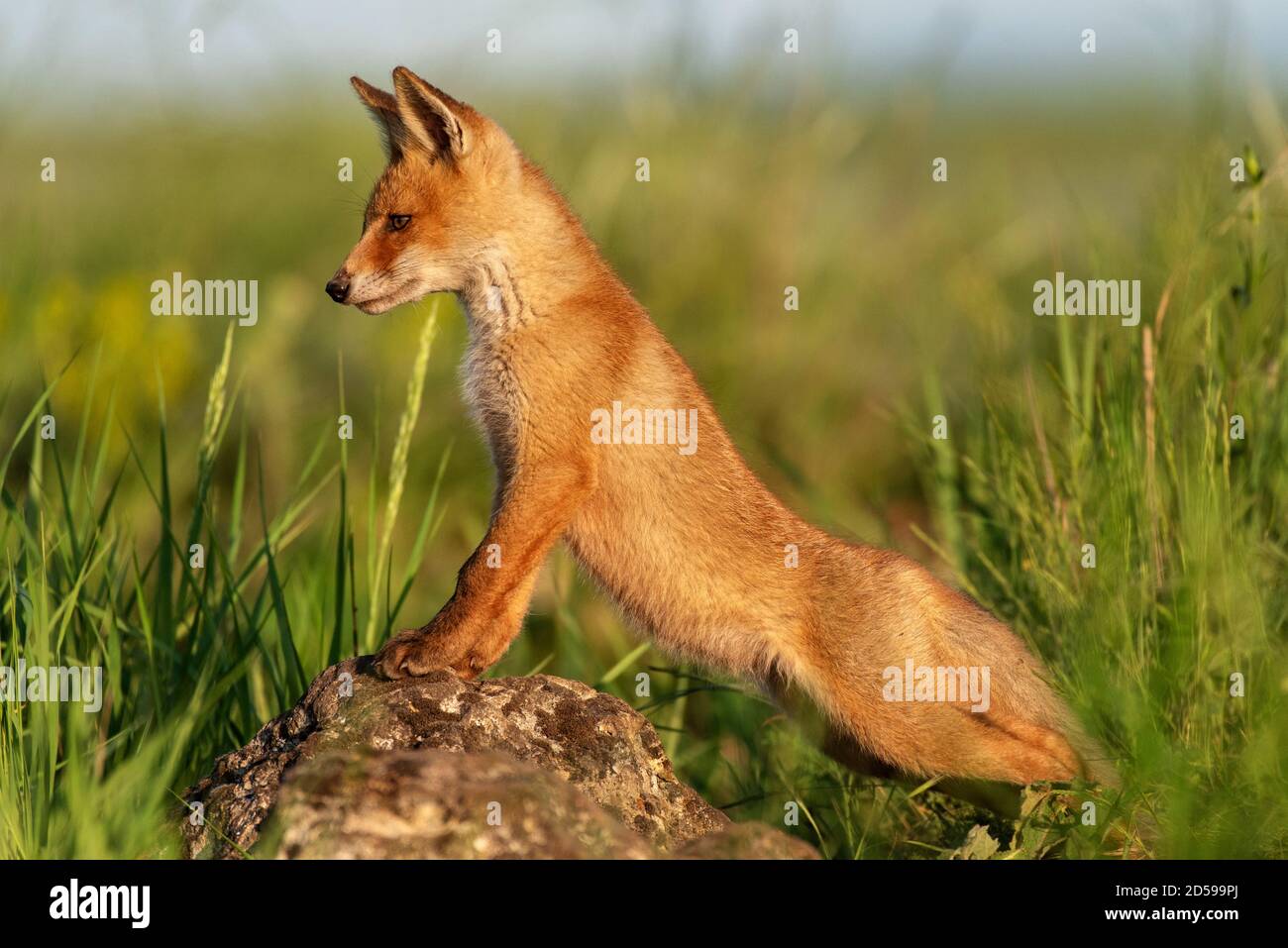 Red fox pups on rock hi-res stock photography and images - Alamy