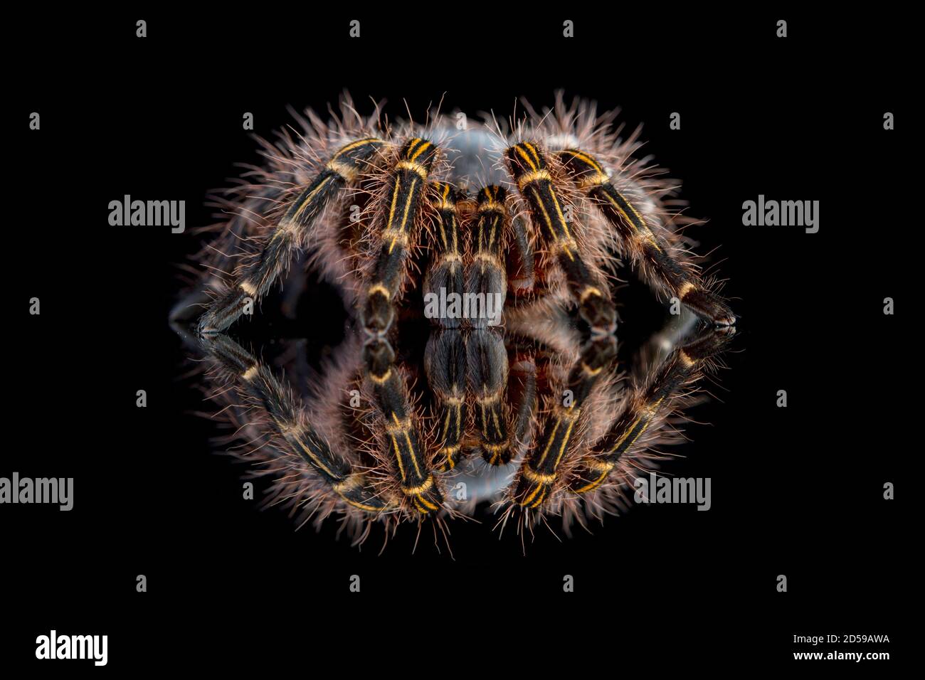 Close-up portrait and reflection of a tarantula Stock Photo - Alamy