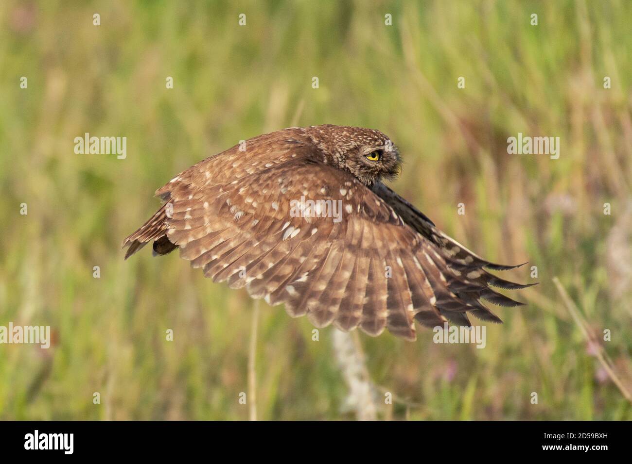 Athene noctua in flight hi-res stock photography and images - Alamy