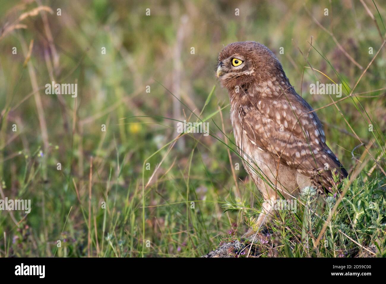 Rare portrait reproduction hi-res stock photography and images - Alamy