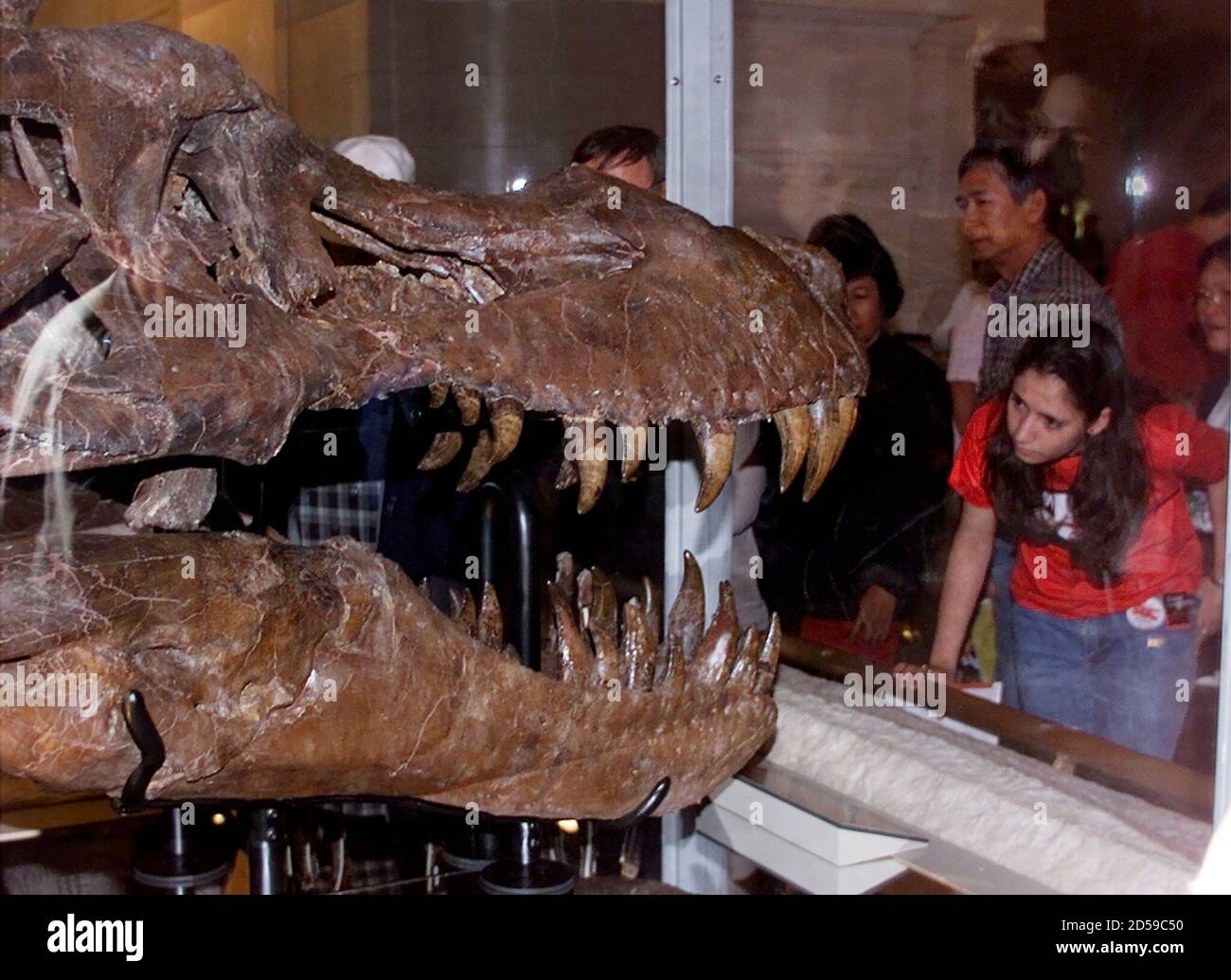 Dinosaur sue field museum hi-res stock photography and images - Alamy