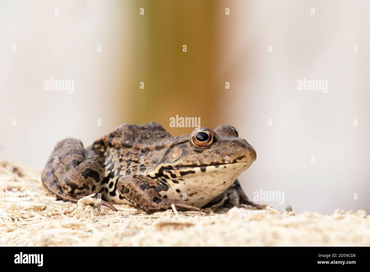 Green Marsh Frog Pelophylax ridibundus Close up Stock Photo - Alamy