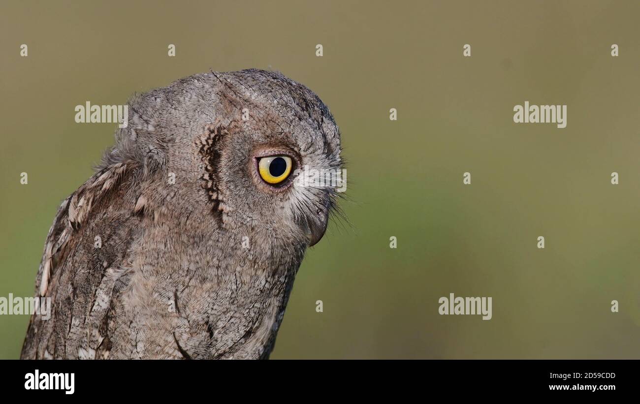 European Scops Owl, Otus scops close up portrait Stock Photo - Alamy