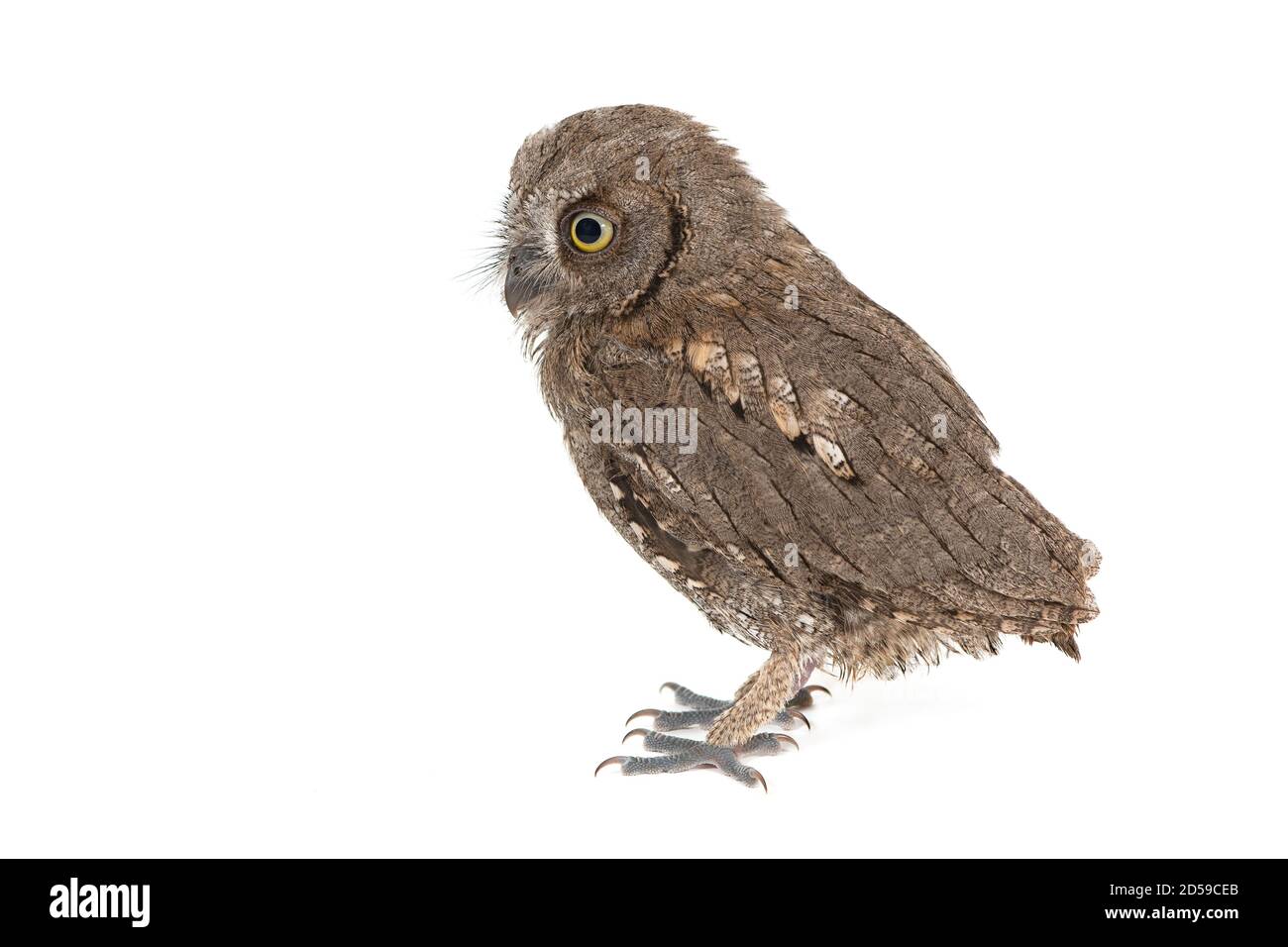 European scops owl Otus scops, isolated on white background Stock Photo ...