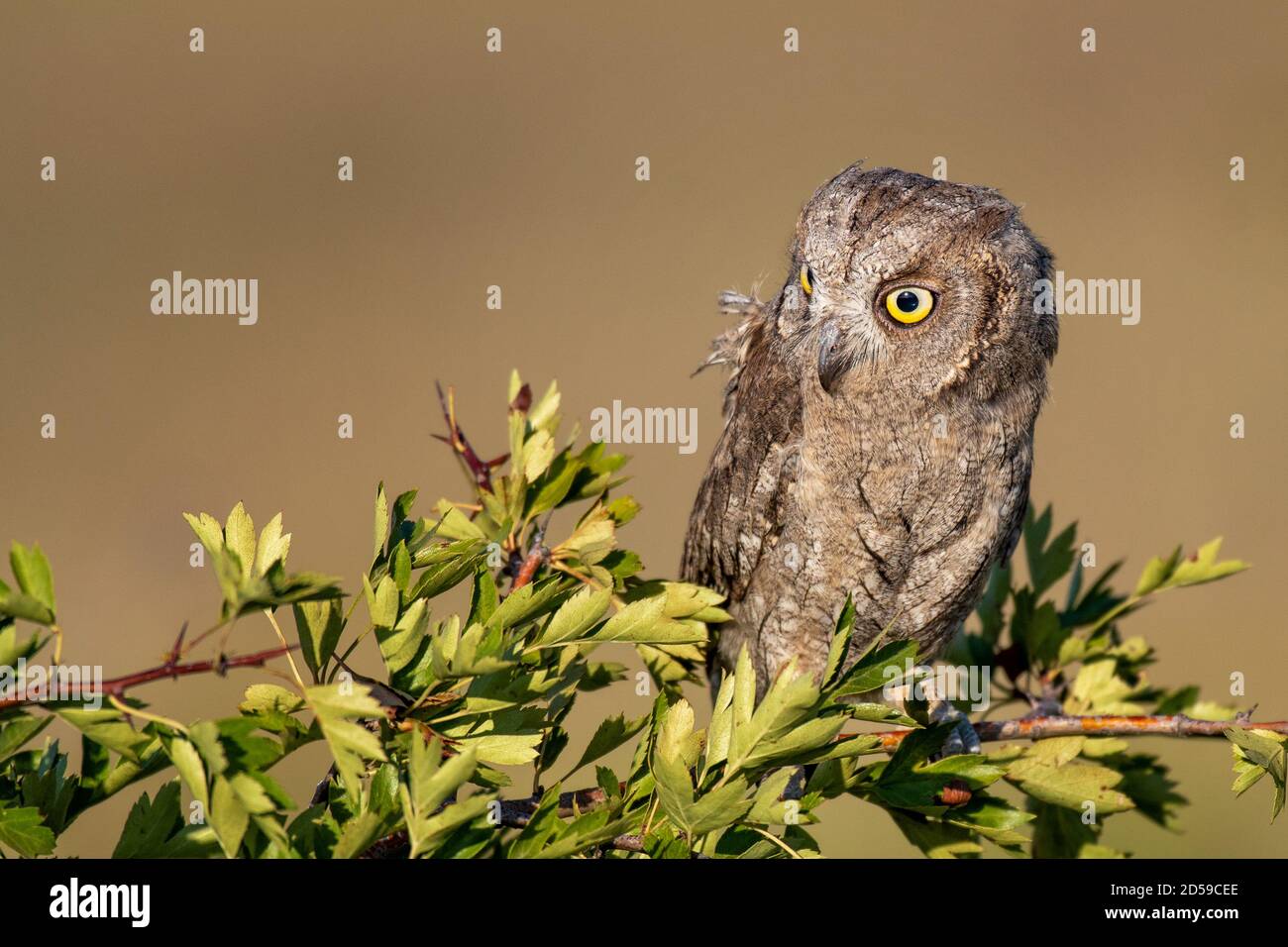 European Scops Owl, Otus scops close up Stock Photo - Alamy